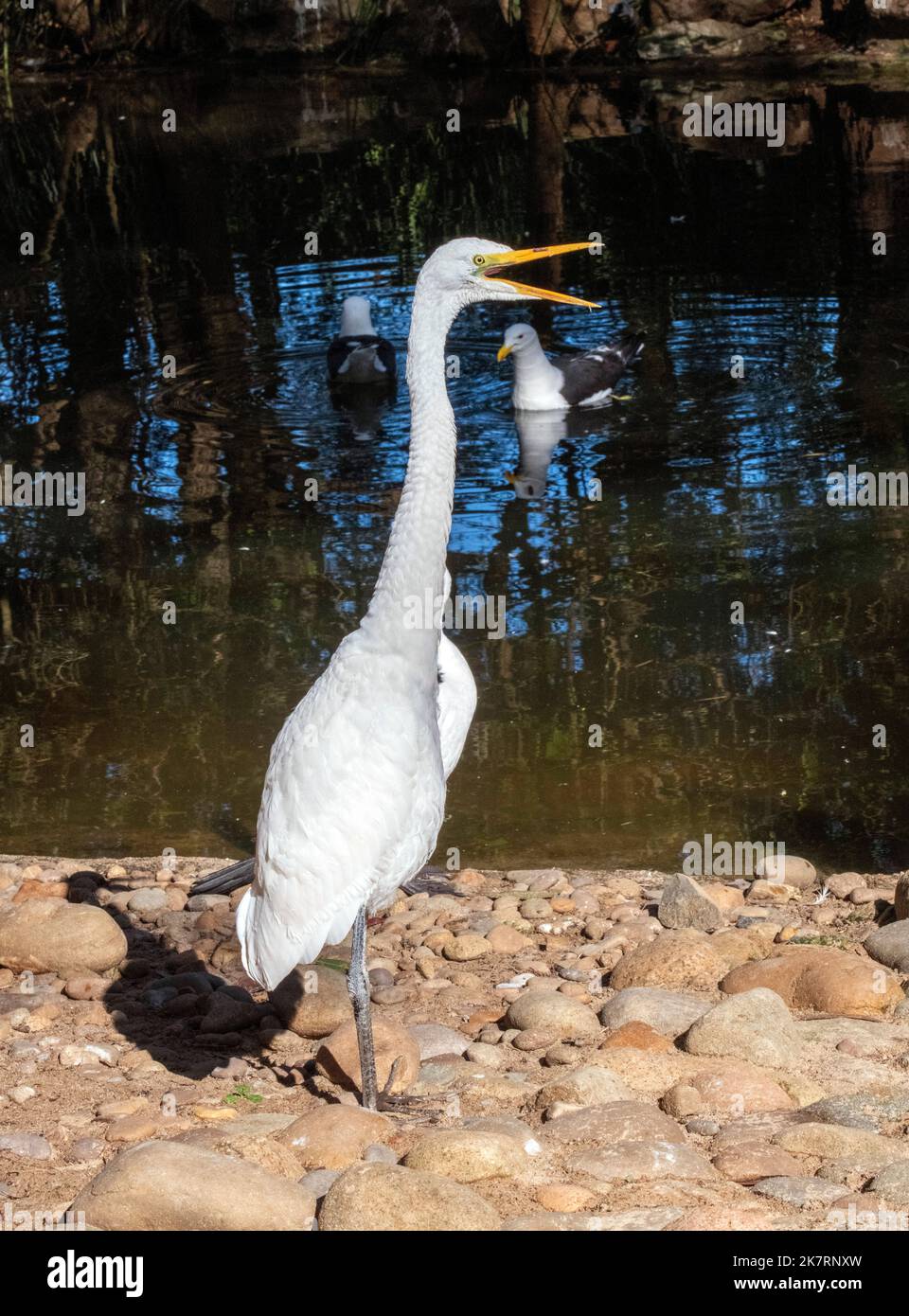 Close-up of a Great Egret (Ardea alba) in Sydney, NSW, Australia (Photo ...