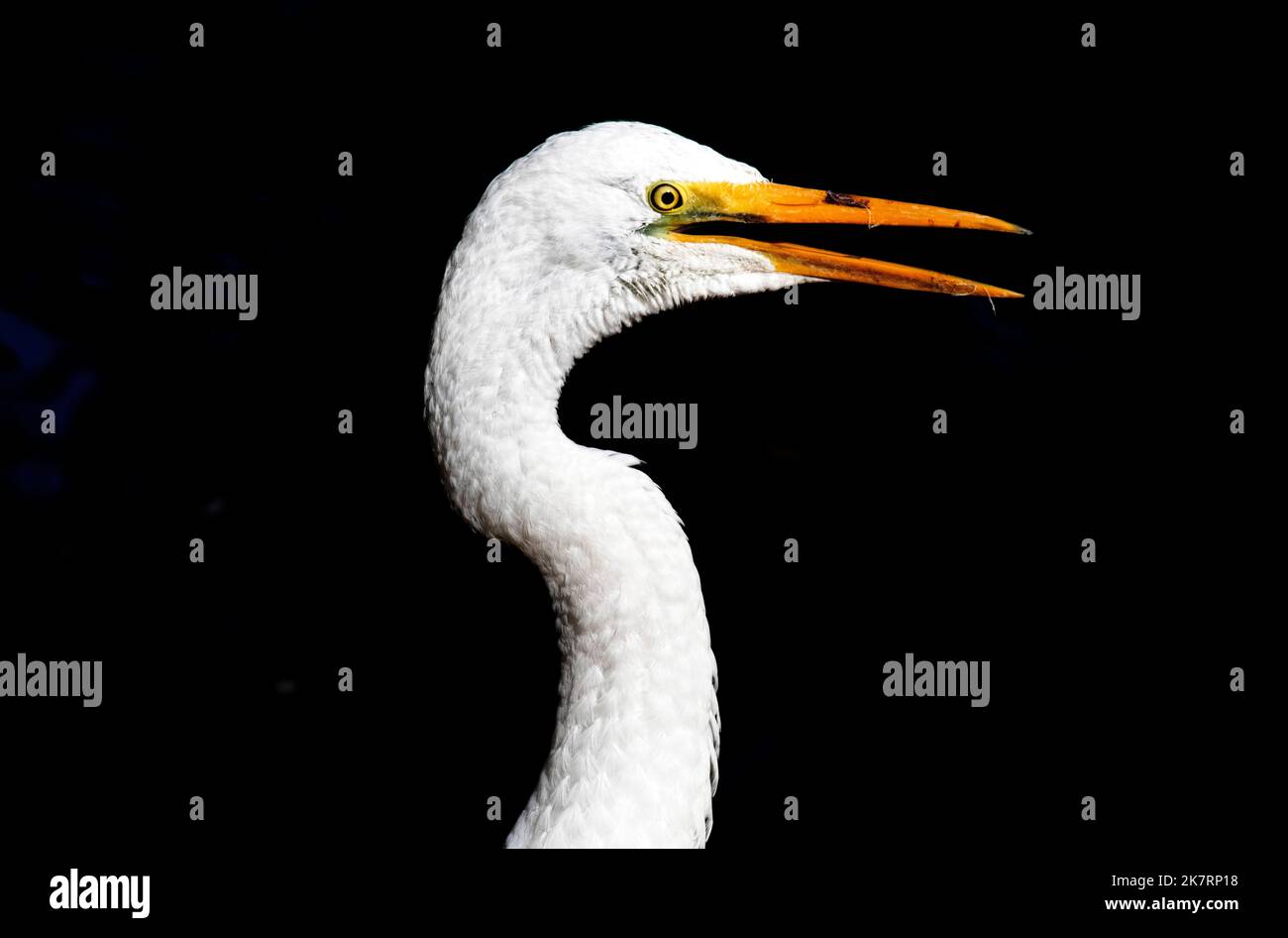 Close-up of a Great Egret (Ardea alba) in Sydney, NSW, Australia (Photo ...
