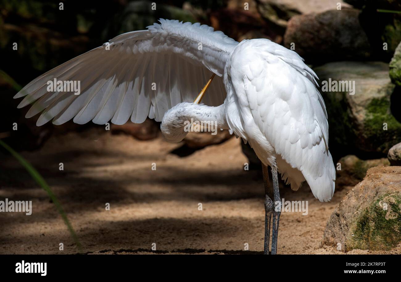 A Great White Egret (Ardea alba) scratching wings at Featherdale ...