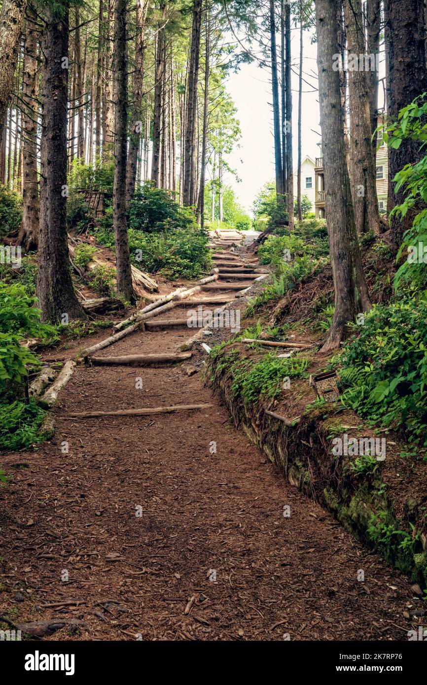 A rustic forest stair case winds up a forested hill in the community of ...