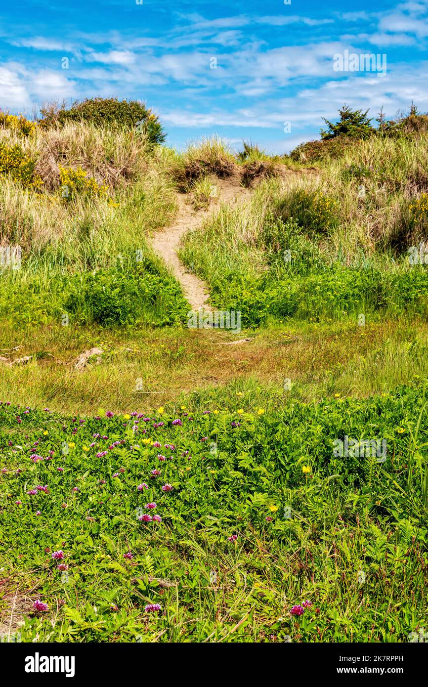 A sandy path among flowers and sea grass at Giffiths-Priday State Park ...