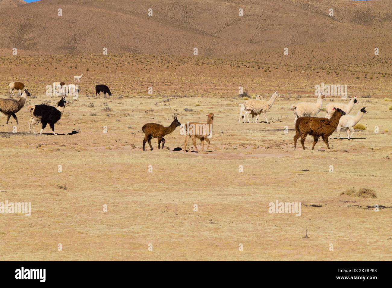 Bolivian llama breeding on Andean plateau,Bolivia Stock Photo - Alamy