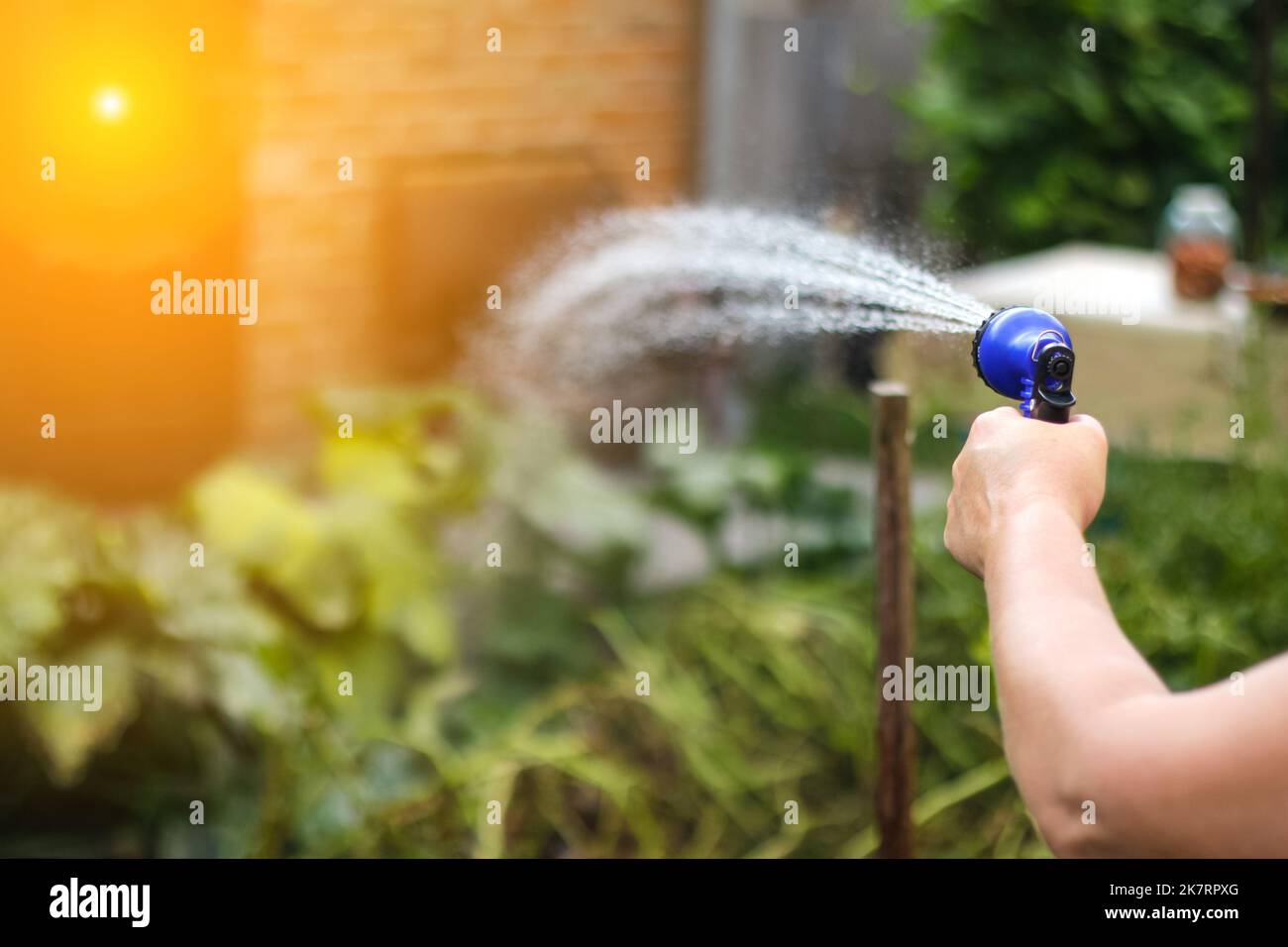 Defocus watering the vegetable garden. Woman is watering sown vegetable ...
