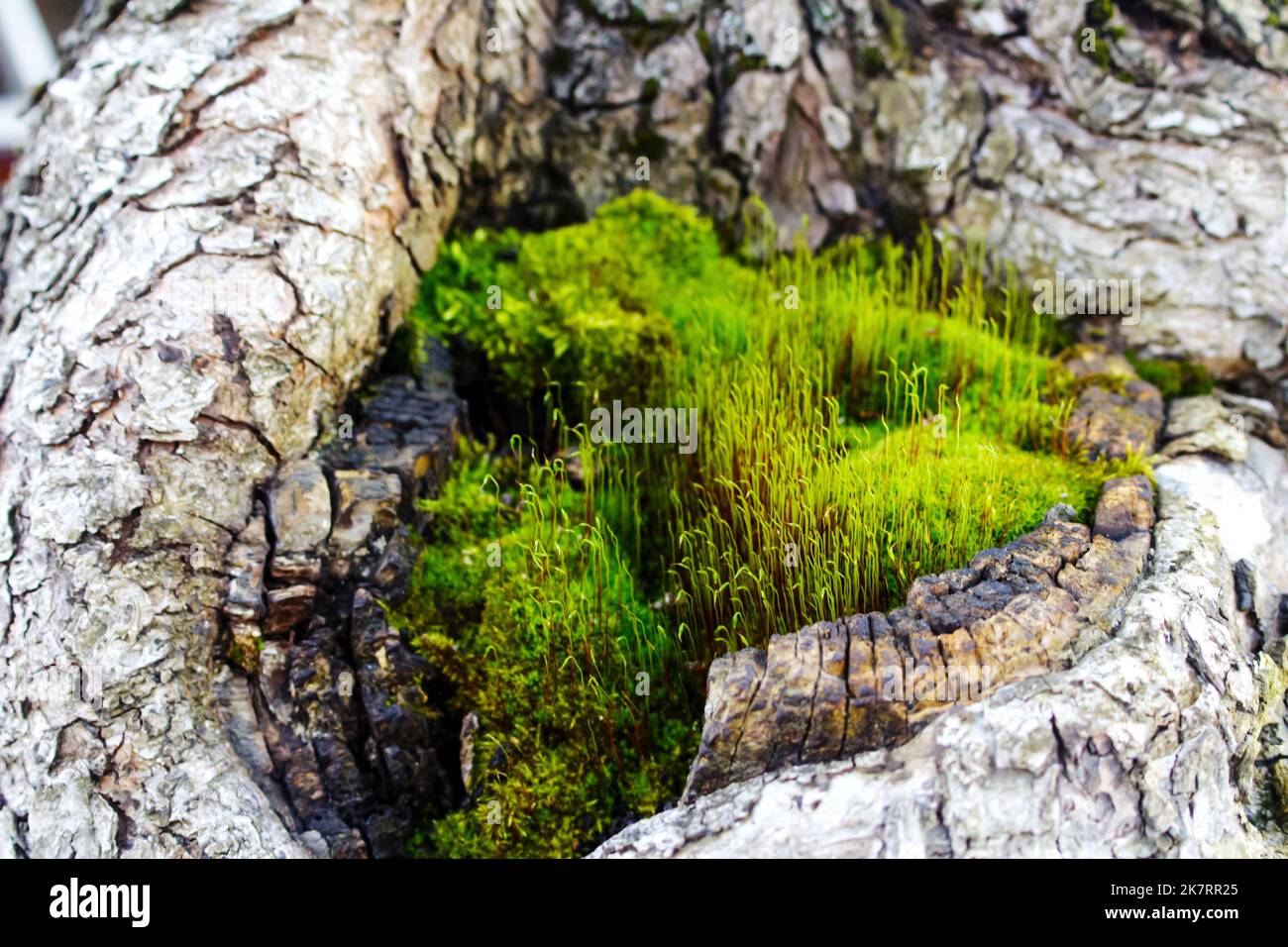 Defocus tree trunk with moss. Beautiful green moss on the floor, moss ...
