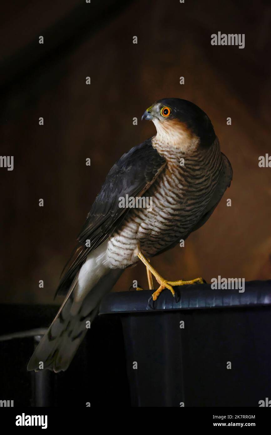 Adult male sparrowhawk (Accipiter nisus Stock Photo - Alamy
