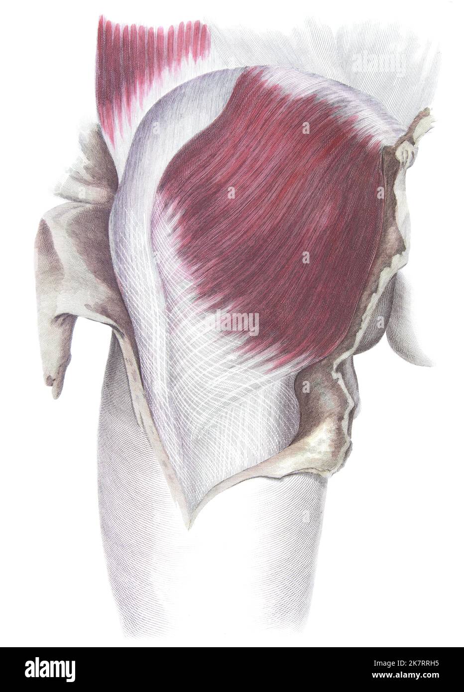 Gluteus maximus, illustration. The gluteus maximus muscle is very ...