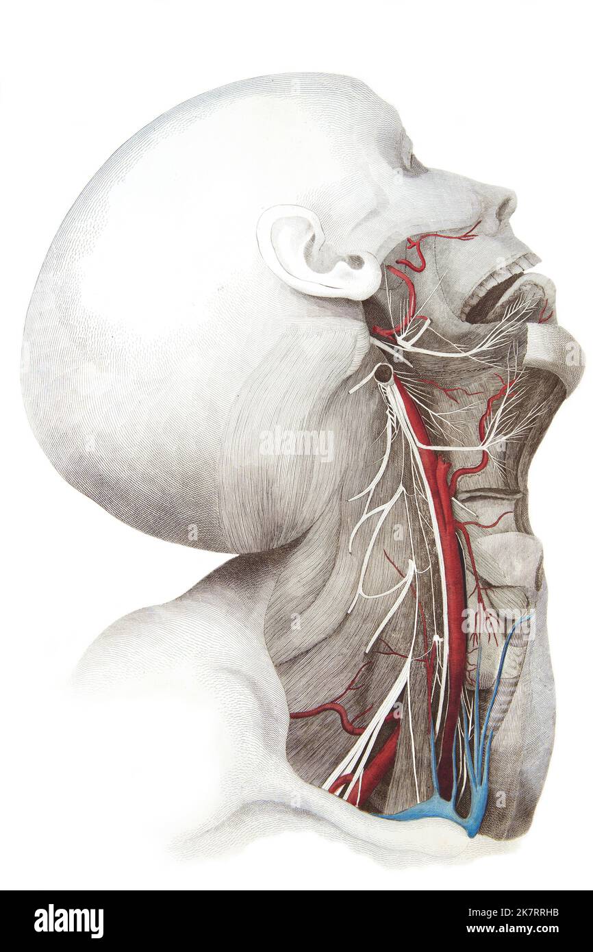 Lingual Nerve And Artery