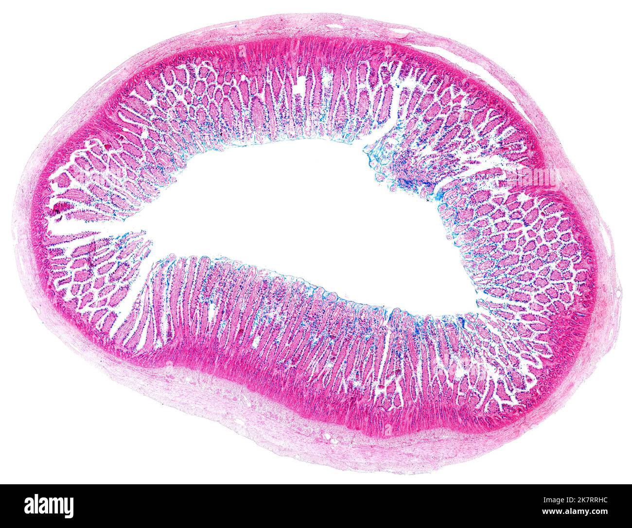 Light micrograph showing a cross-section of the small intestine stained ...