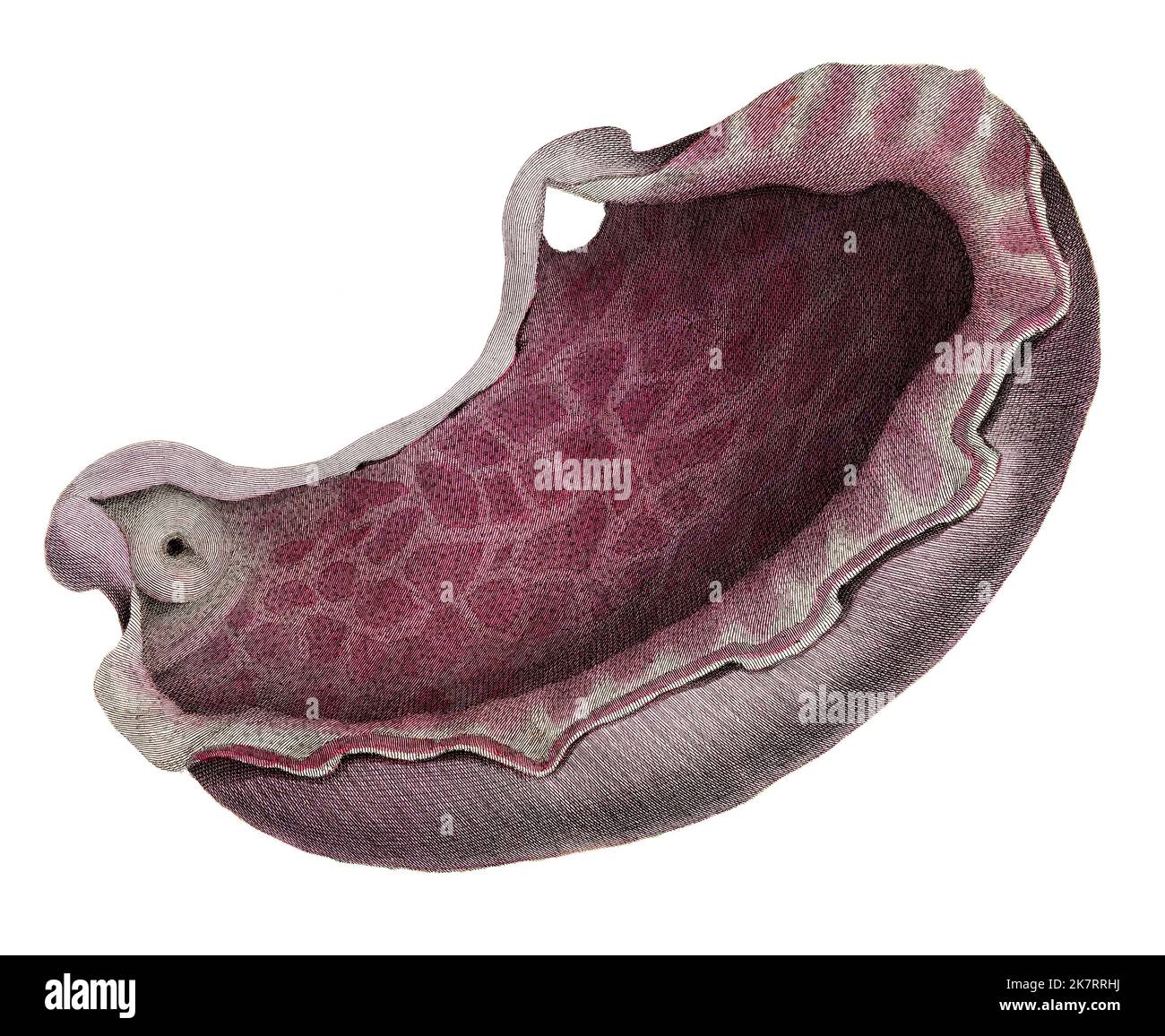 Stomach, illustration. Stomach is opened longitudinally. The cut stub ...