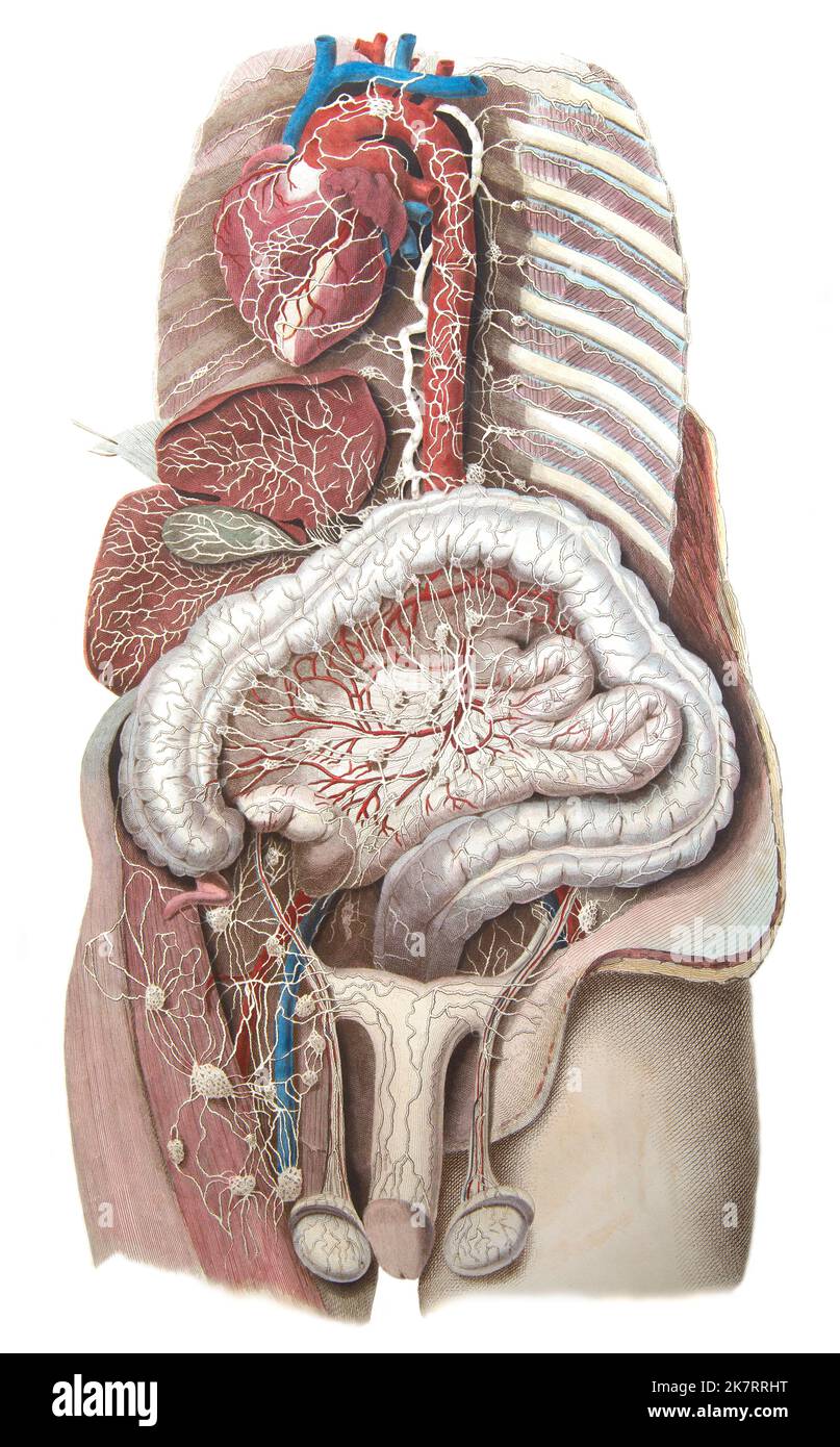 Lymphatics of the trunk, illustration. In life most lymphatic vessels ...