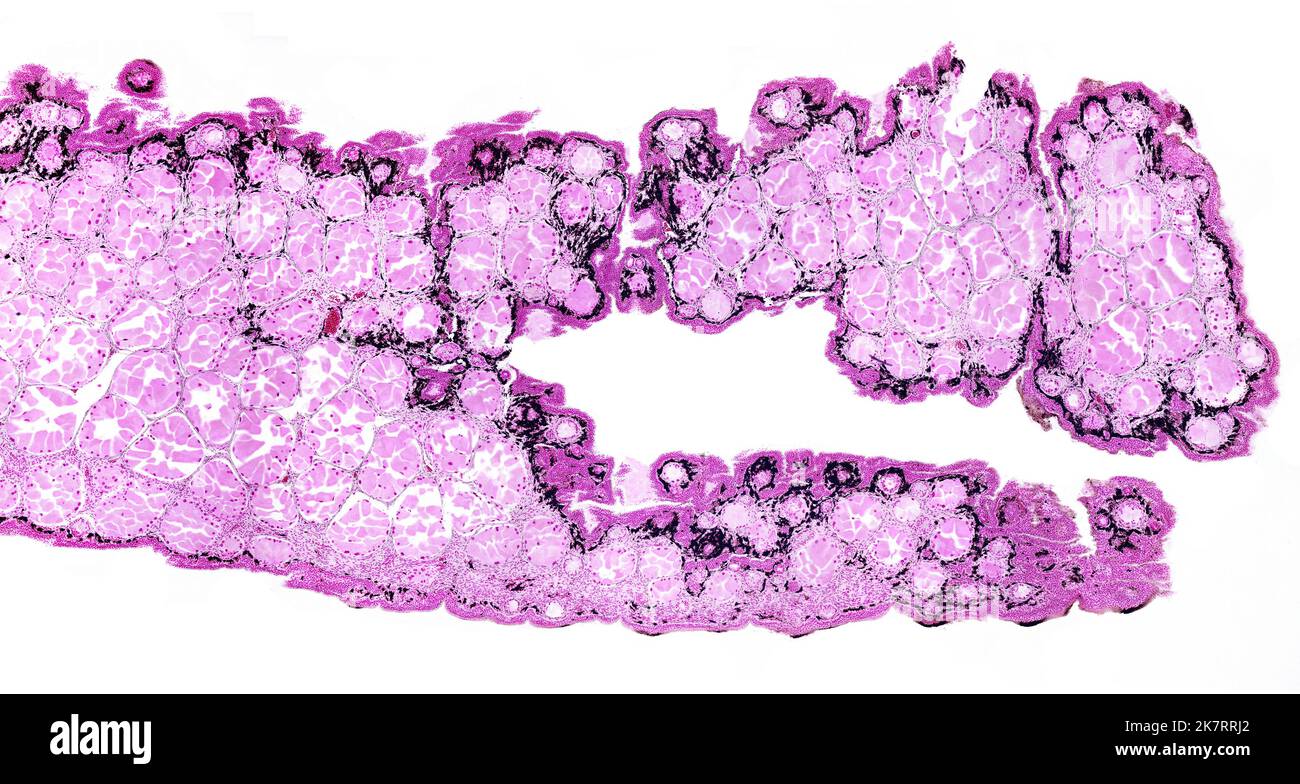 Light micrograph of the skin of a newt (Pleurodeles waltl) showing ...
