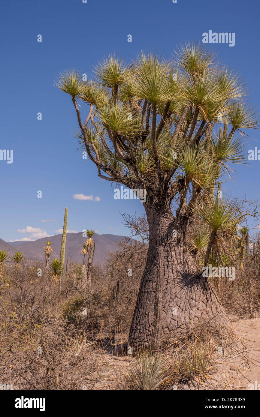 A Beaucarnea recurvata, the elephants foot tree or ponytail palm, a ...