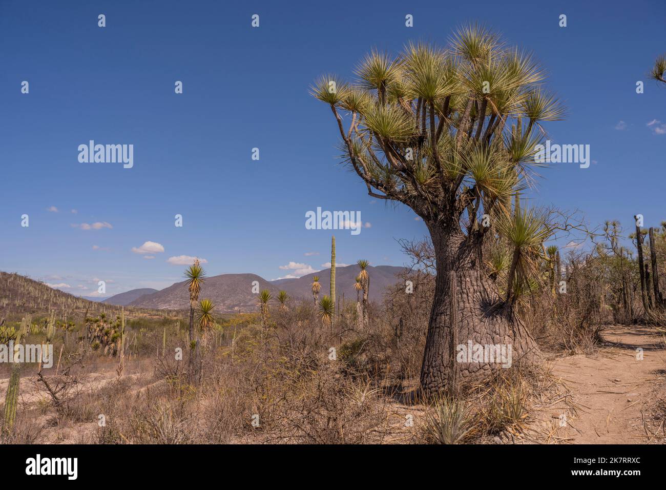 A Beaucarnea recurvata, the elephants foot tree or ponytail palm, a ...