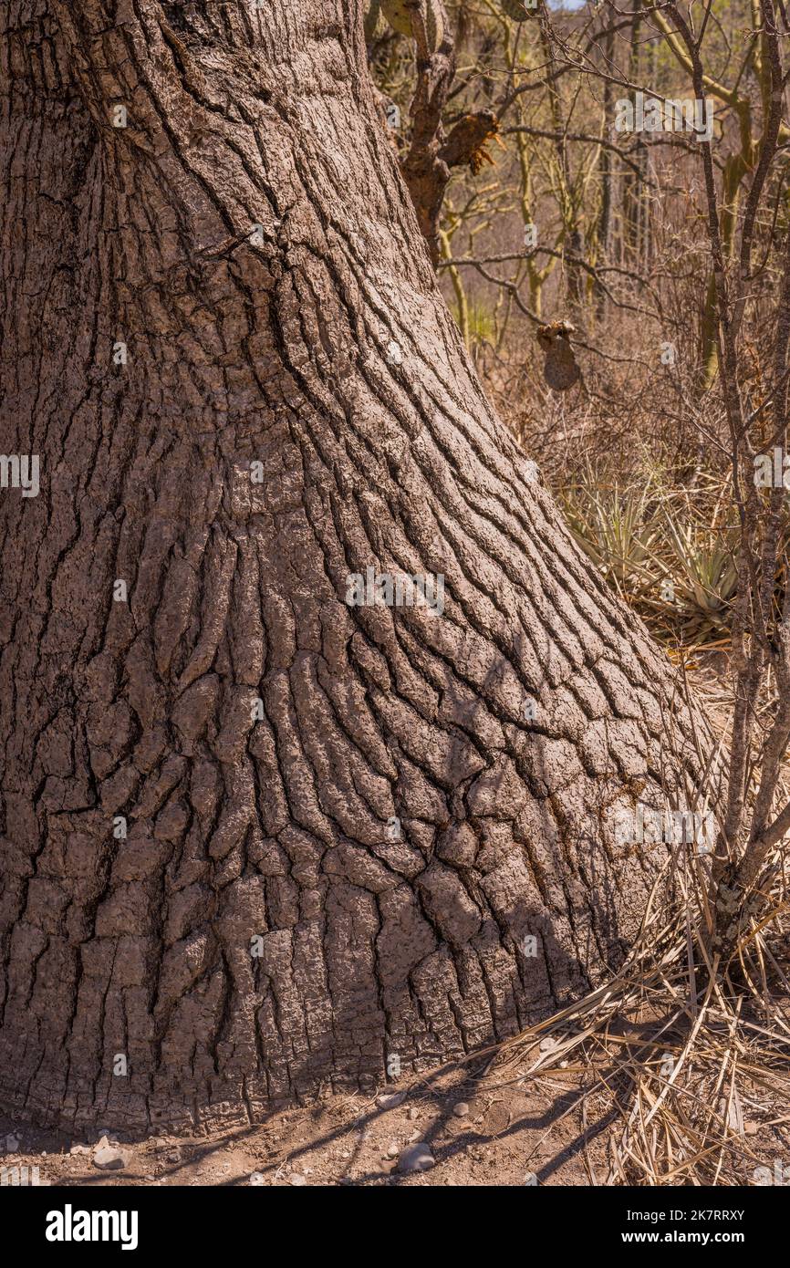 The trunk of a Beaucarnea recurvata, the elephants foot tree or ...