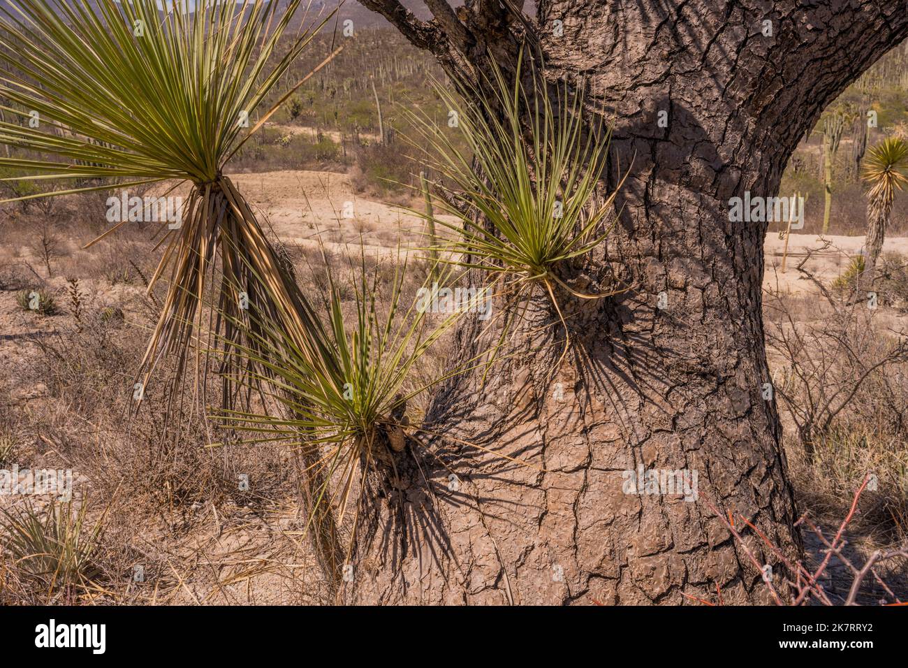 The trunk of a Beaucarnea recurvata, the elephants foot tree or ...