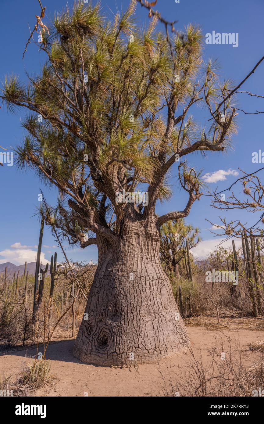 A Beaucarnea recurvata, the elephants foot tree or ponytail palm, a ...