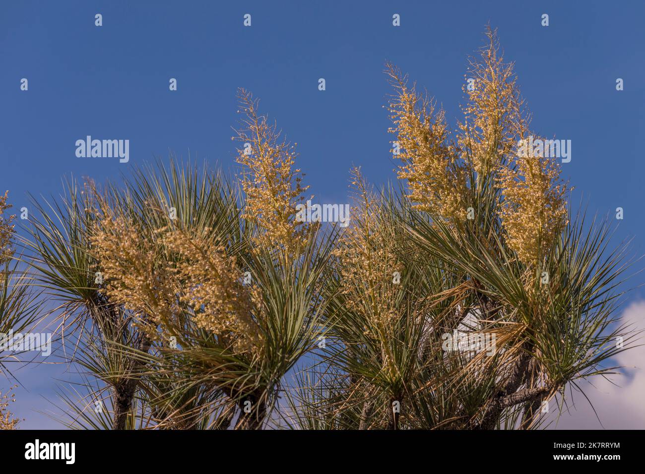 The flowers of a Beaucarnea recurvata, the elephants foot tree or ...