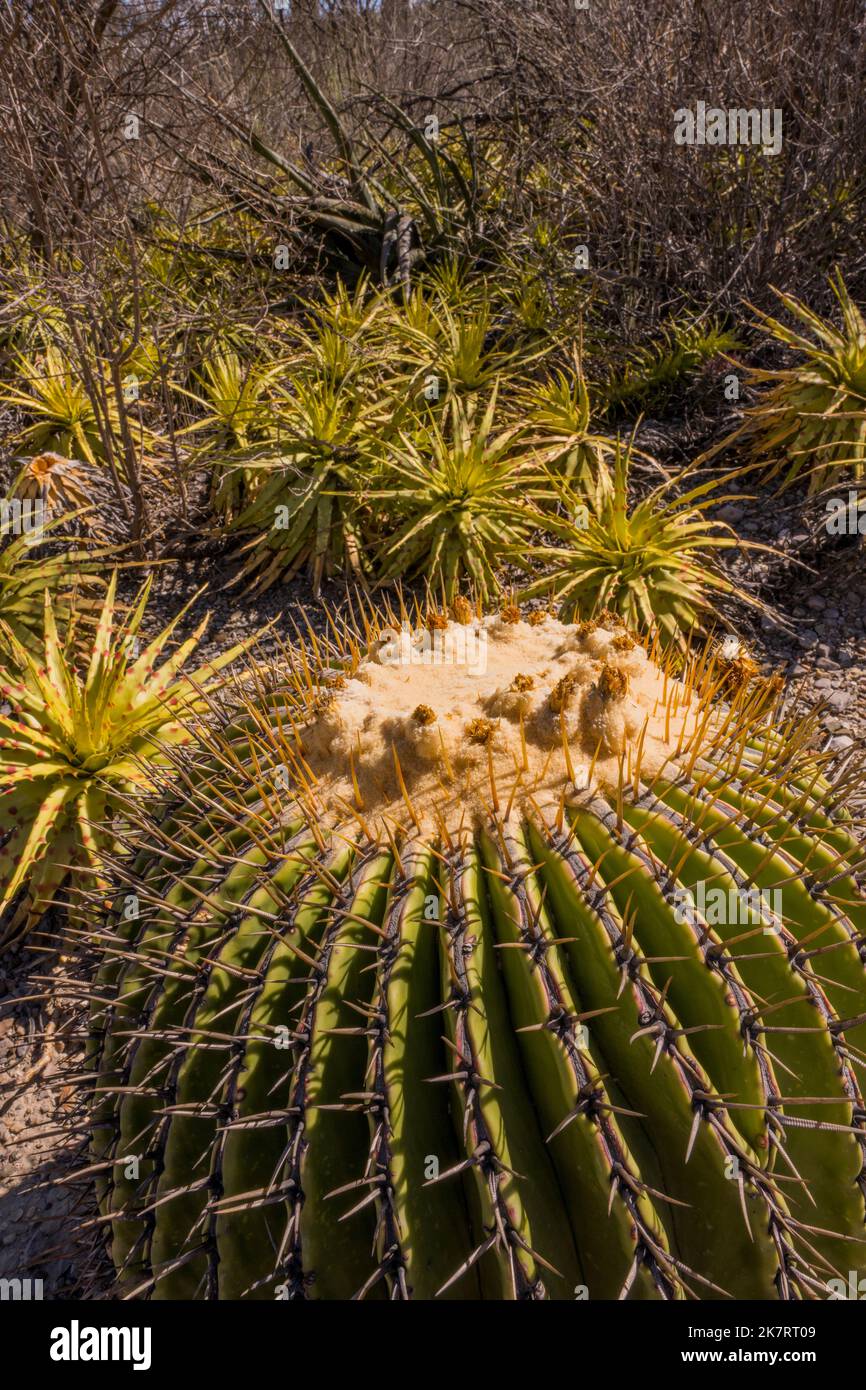 Close-up of an Echinocactus plathyacantus (Mother-in-law seat) cacti at ...
