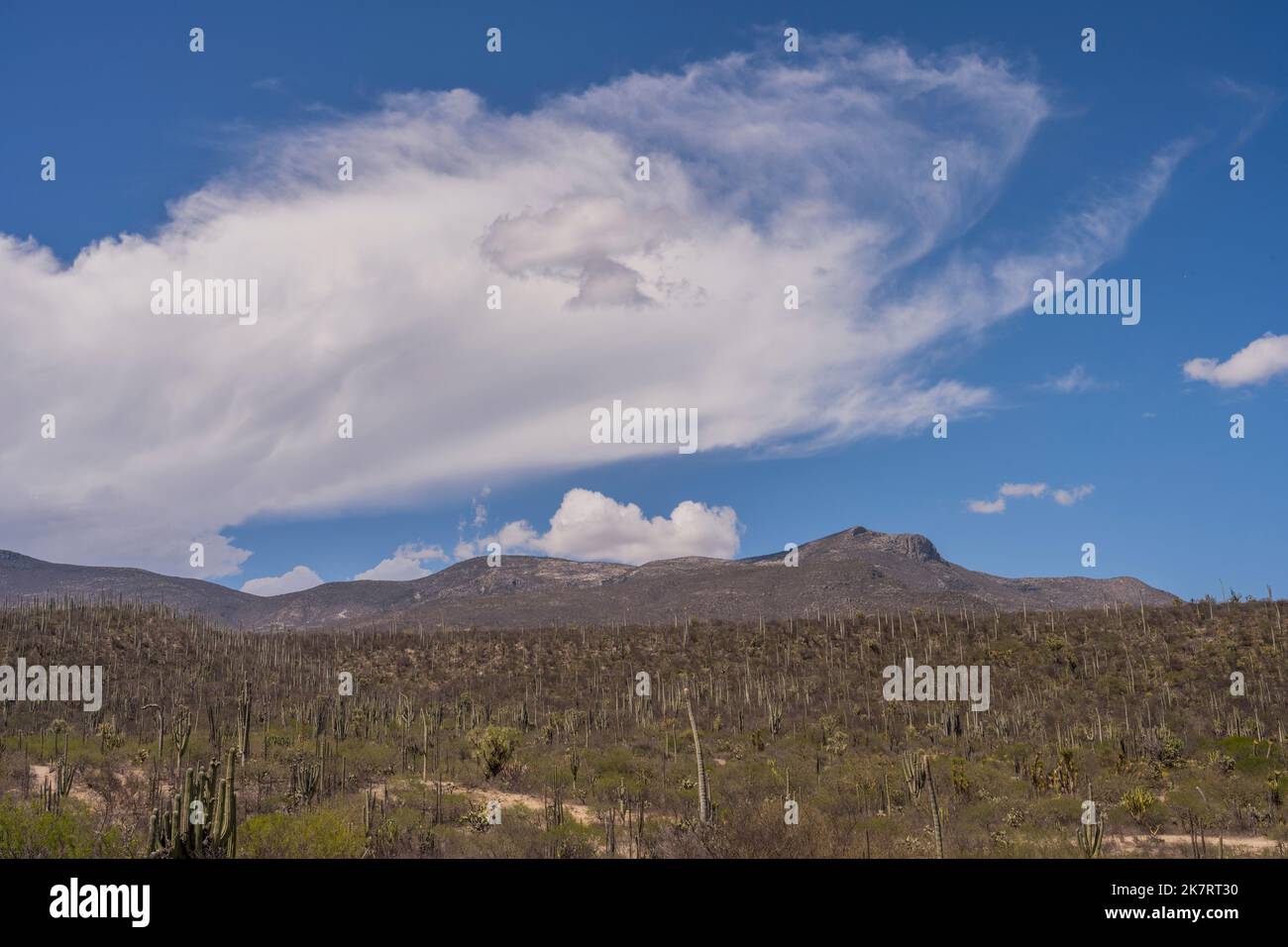 Landscape with cacti at the Tehuacan-Cuicatlan Biosphere Reserve ...