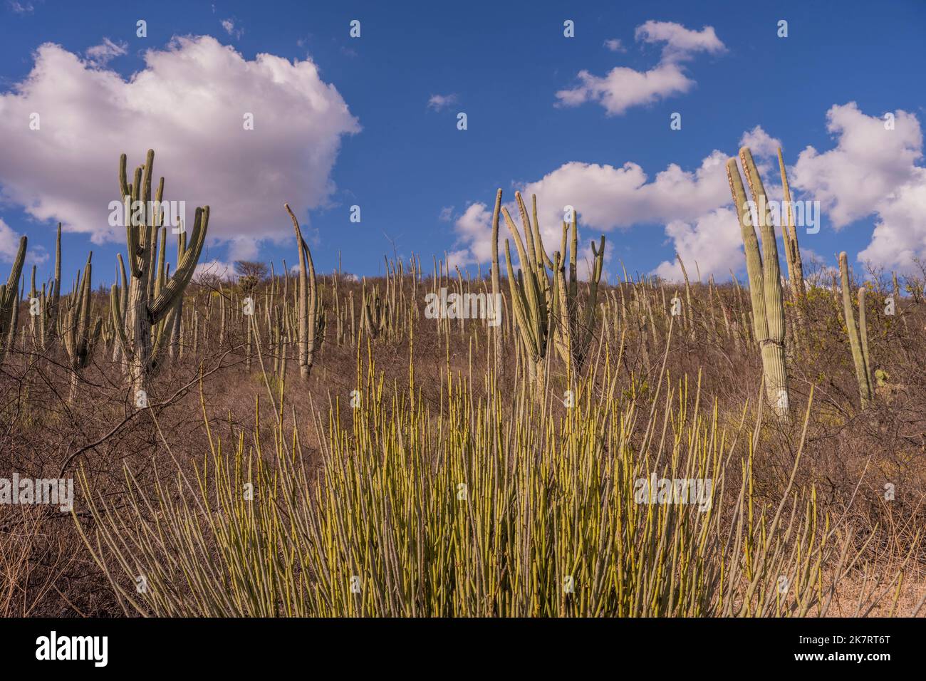 Landscape with cacti at the Tehuacan-Cuicatlan Biosphere Reserve ...