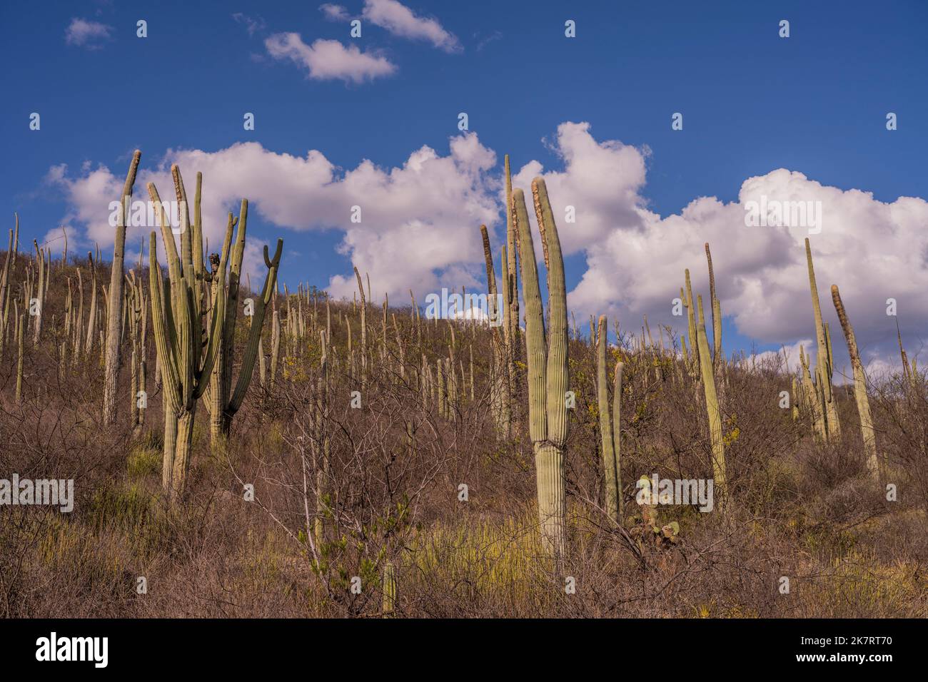 Landscape with cacti at the Tehuacan-Cuicatlan Biosphere Reserve ...