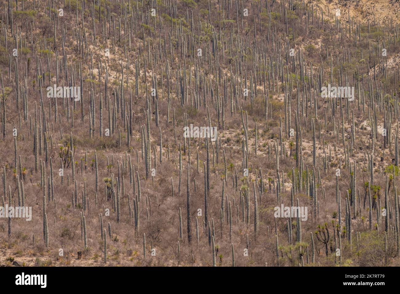 Landscape with cacti at the Tehuacan-Cuicatlan Biosphere Reserve ...