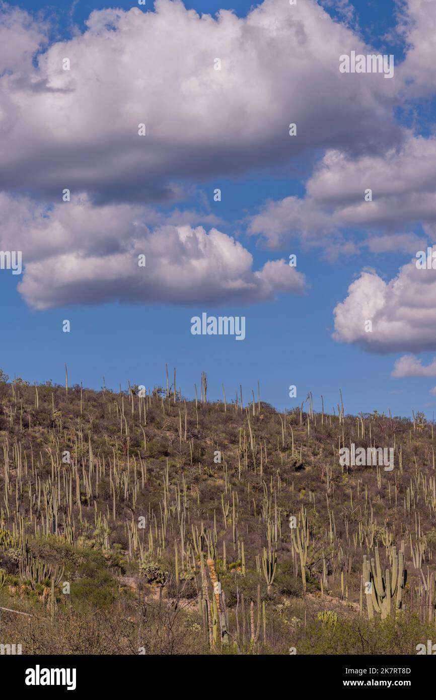 Landscape with cacti at the Tehuacan-Cuicatlan Biosphere Reserve ...