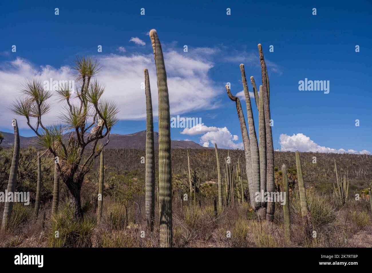 Landscape with cacti at the Tehuacan-Cuicatlan Biosphere Reserve ...
