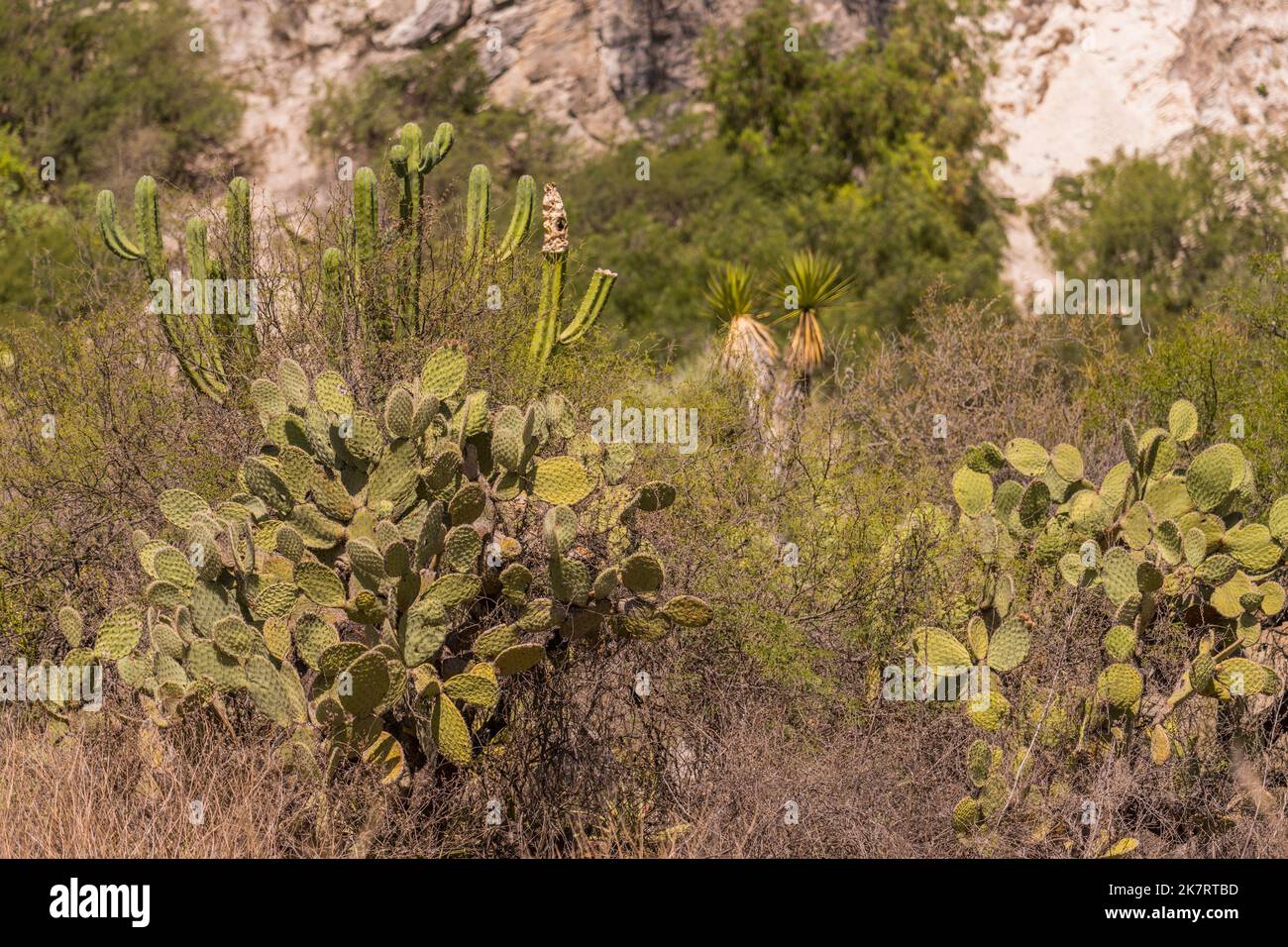Opuntia streptacantha (Nopal) cacti at the Tehuacan-Cuicatlan Biosphere ...