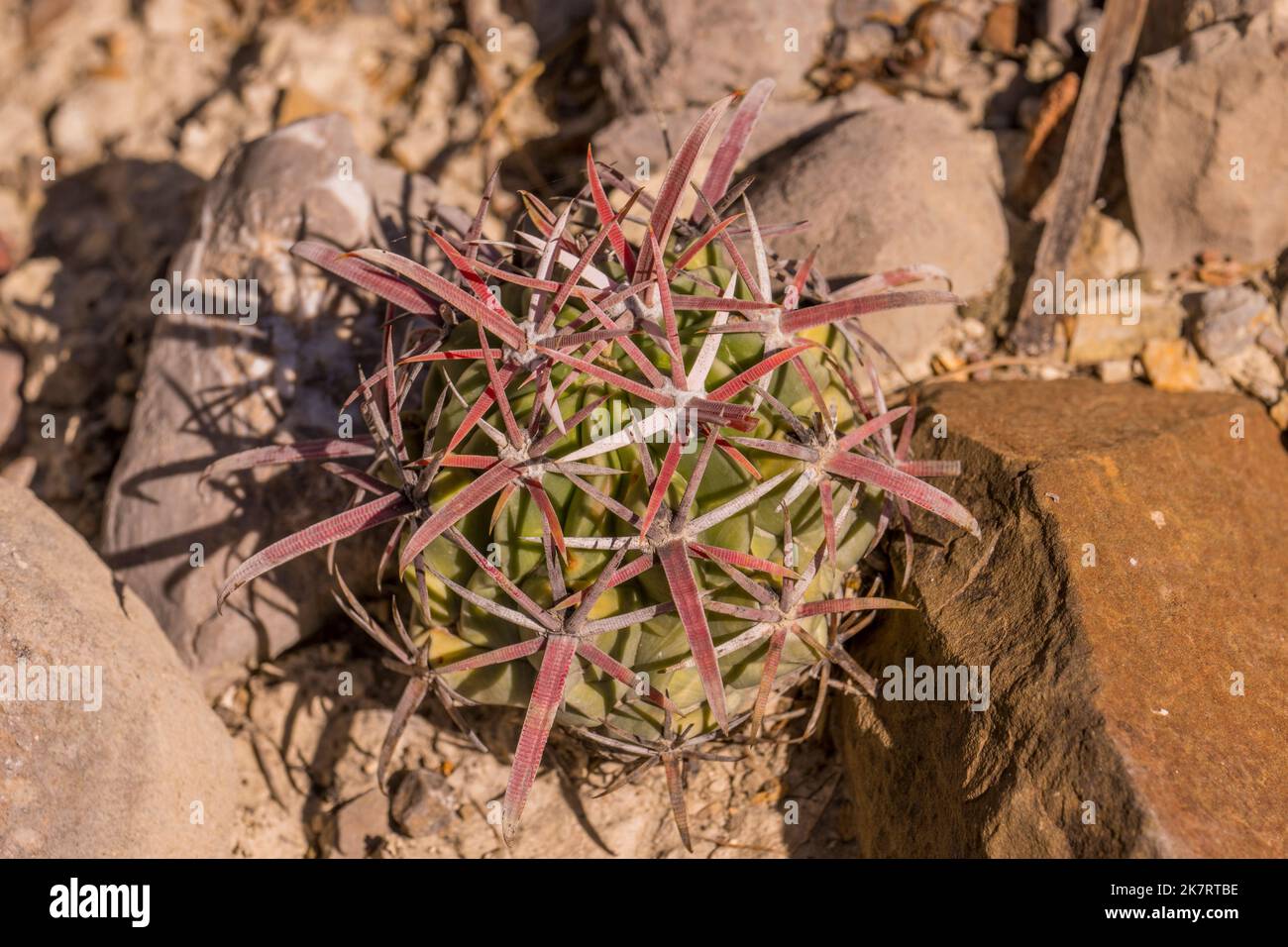 Ferocactus latispinus ganchuda hi-res stock photography and images - Alamy
