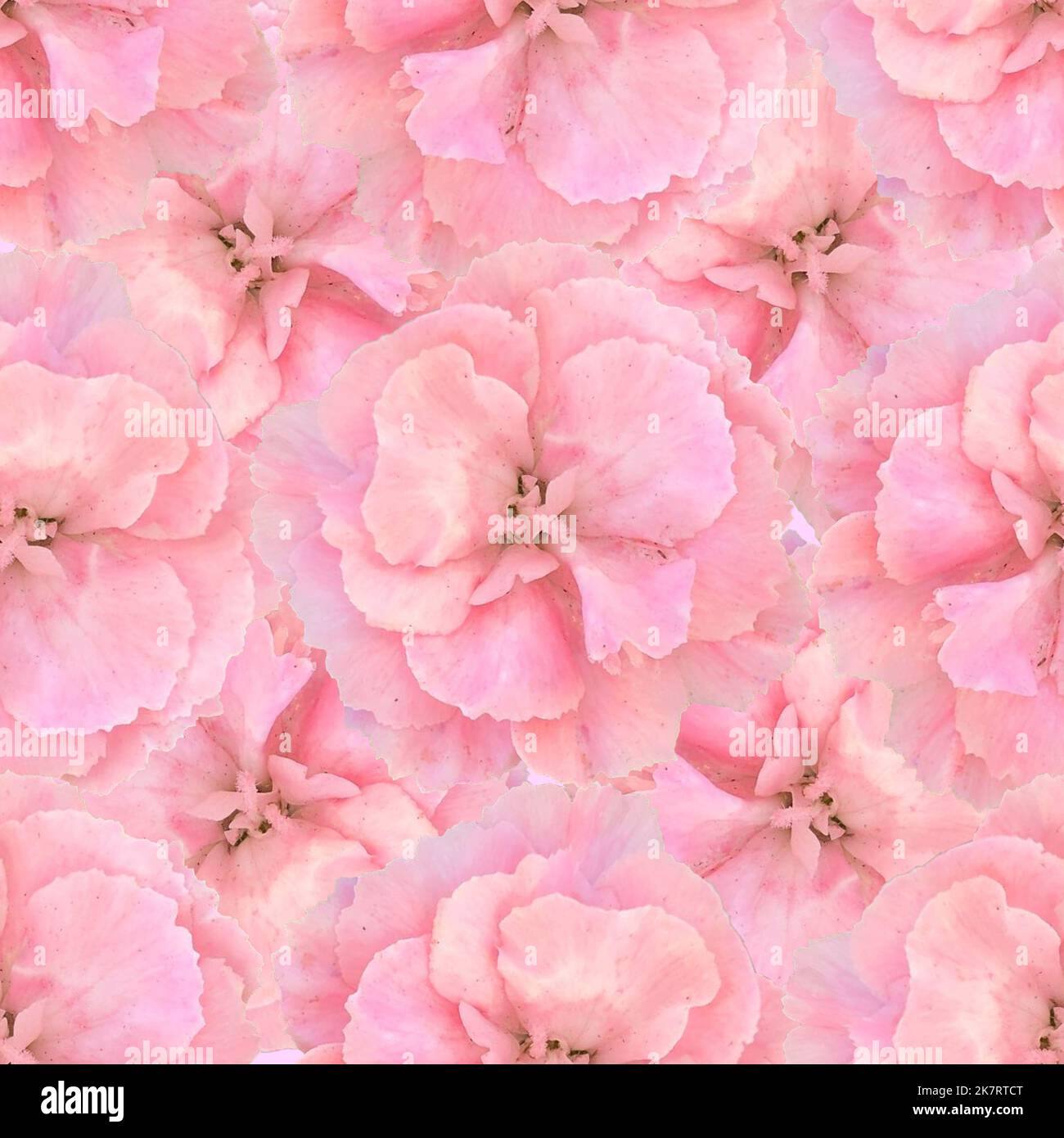 Seamless carnation flower photograph collage repeat. Feminine pretty ...