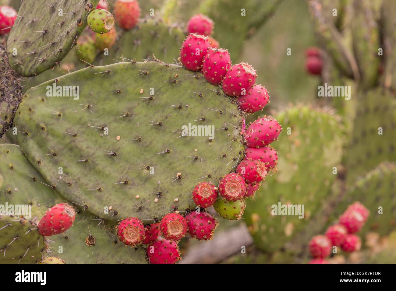 Red fruits on Opuntia cacti at the archaeological site of Yagul (known ...