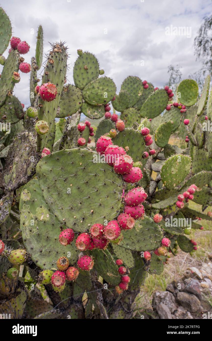 Red fruits on Opuntia cacti at the archaeological site of Yagul (known ...