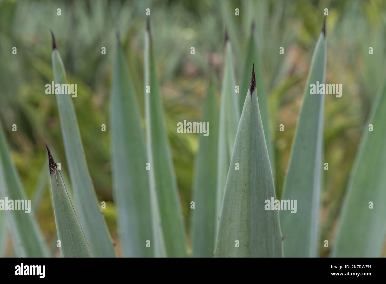 An agave plantation for the Mezcal production in the Valley of Oaxaca ...