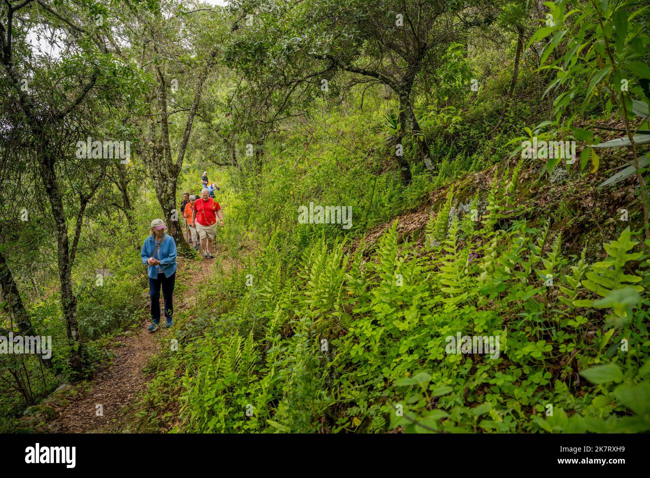 Tourists hiking on a trail through the cloud forest to the Hill of the ...