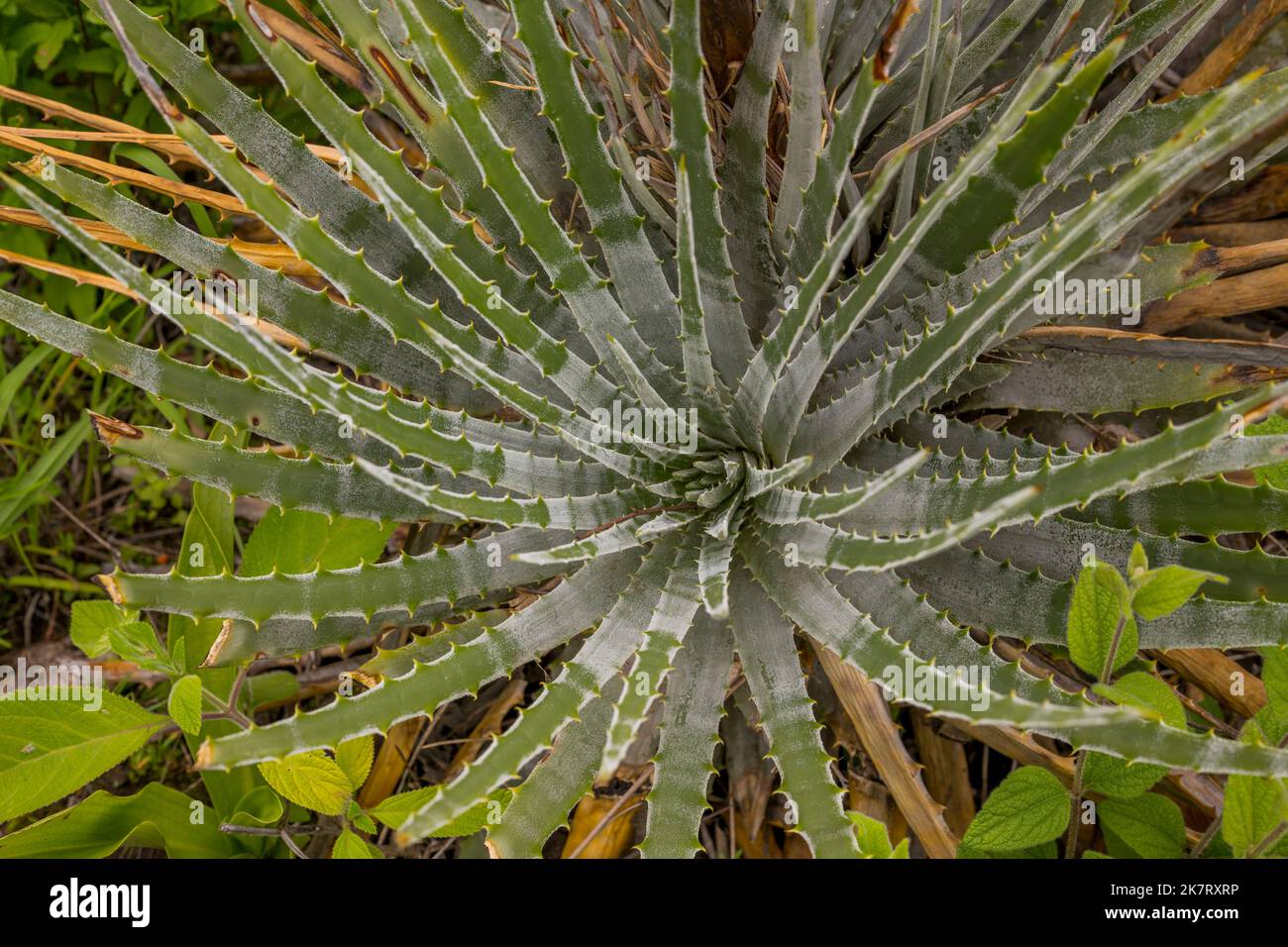 An agave plant is growing along the trail to the Hill of the Jaguar, an ...
