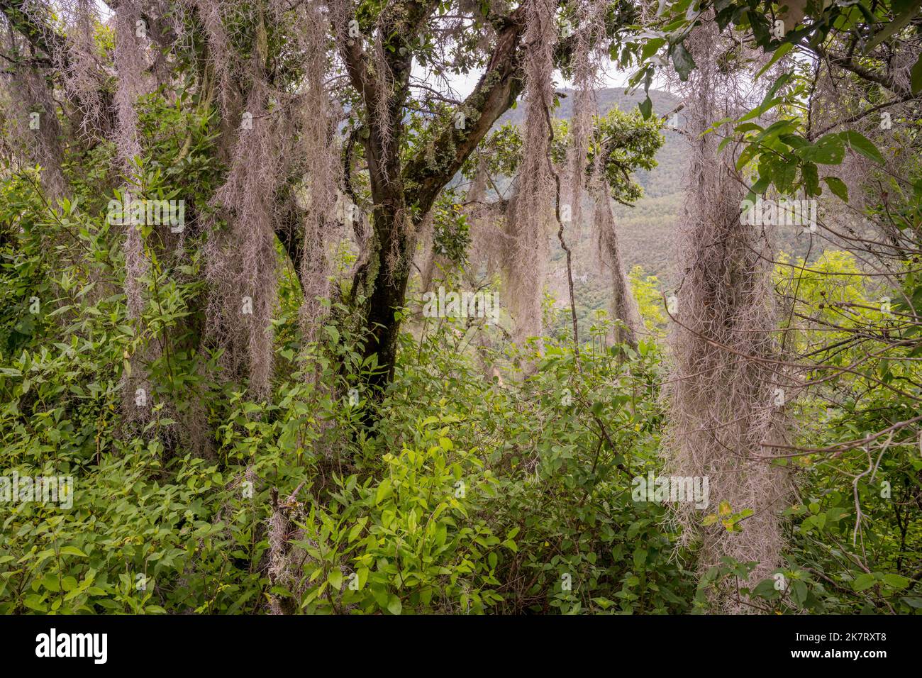 Trees covered with Spanish moss in the cloud forest along the trail to ...