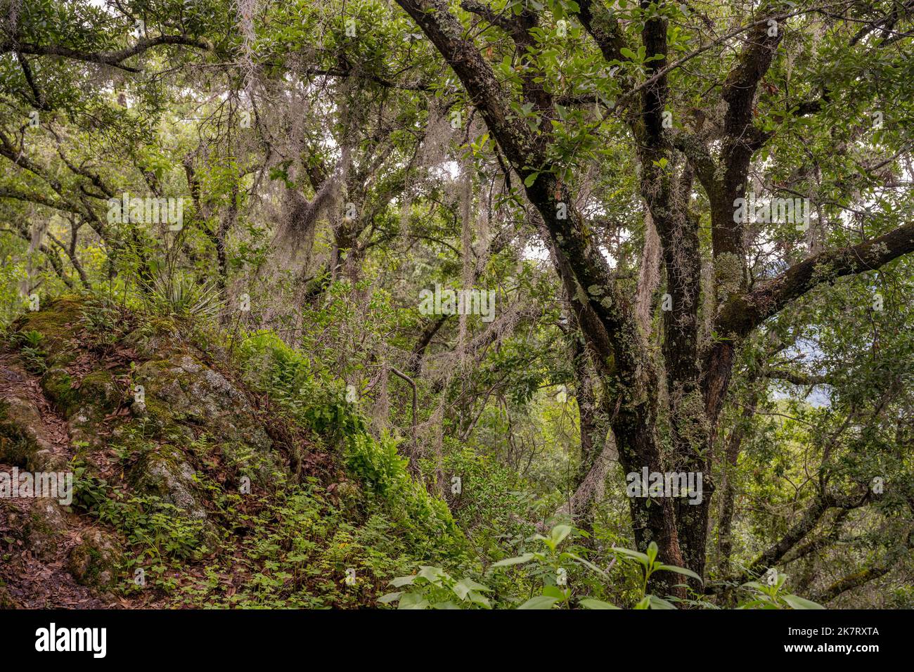 Trees covered with Spanish moss in the cloud forest along the trail to ...