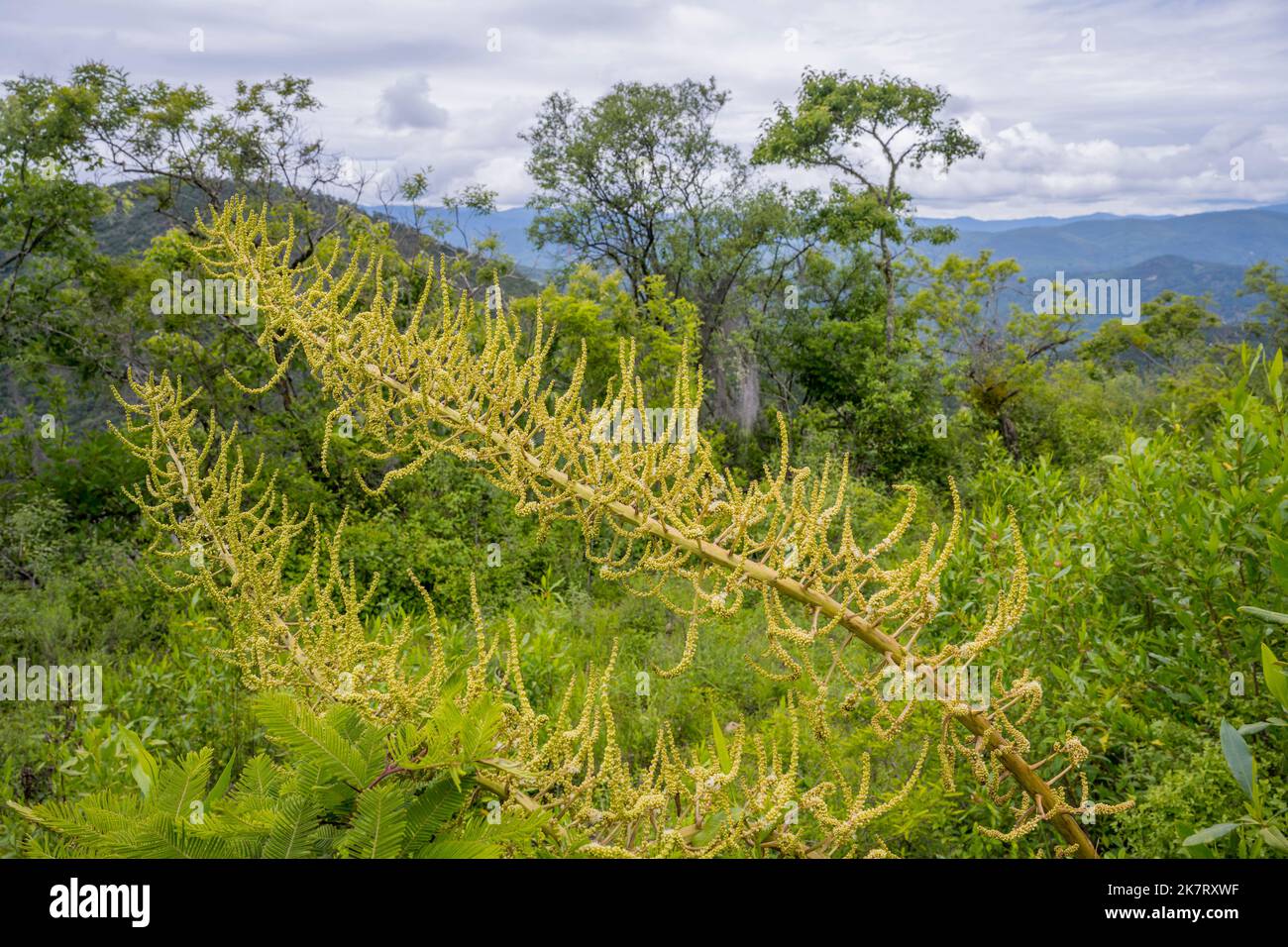 A flowering yucca plant is growing along the trail to the Hill of the ...