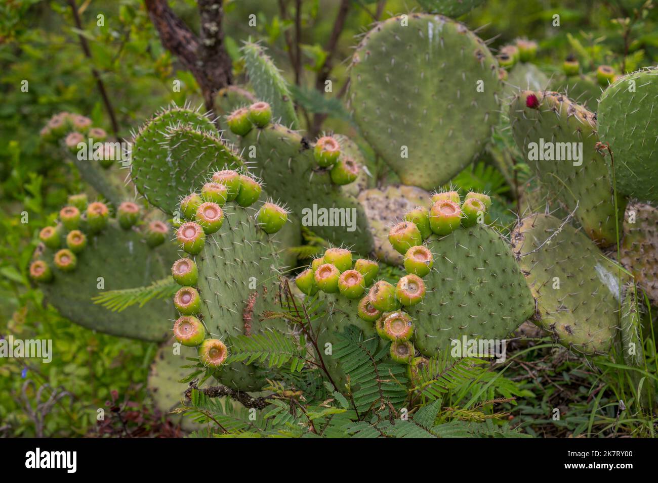 Opuntia cactus with fruits in the former mining village of Lachatao, in ...