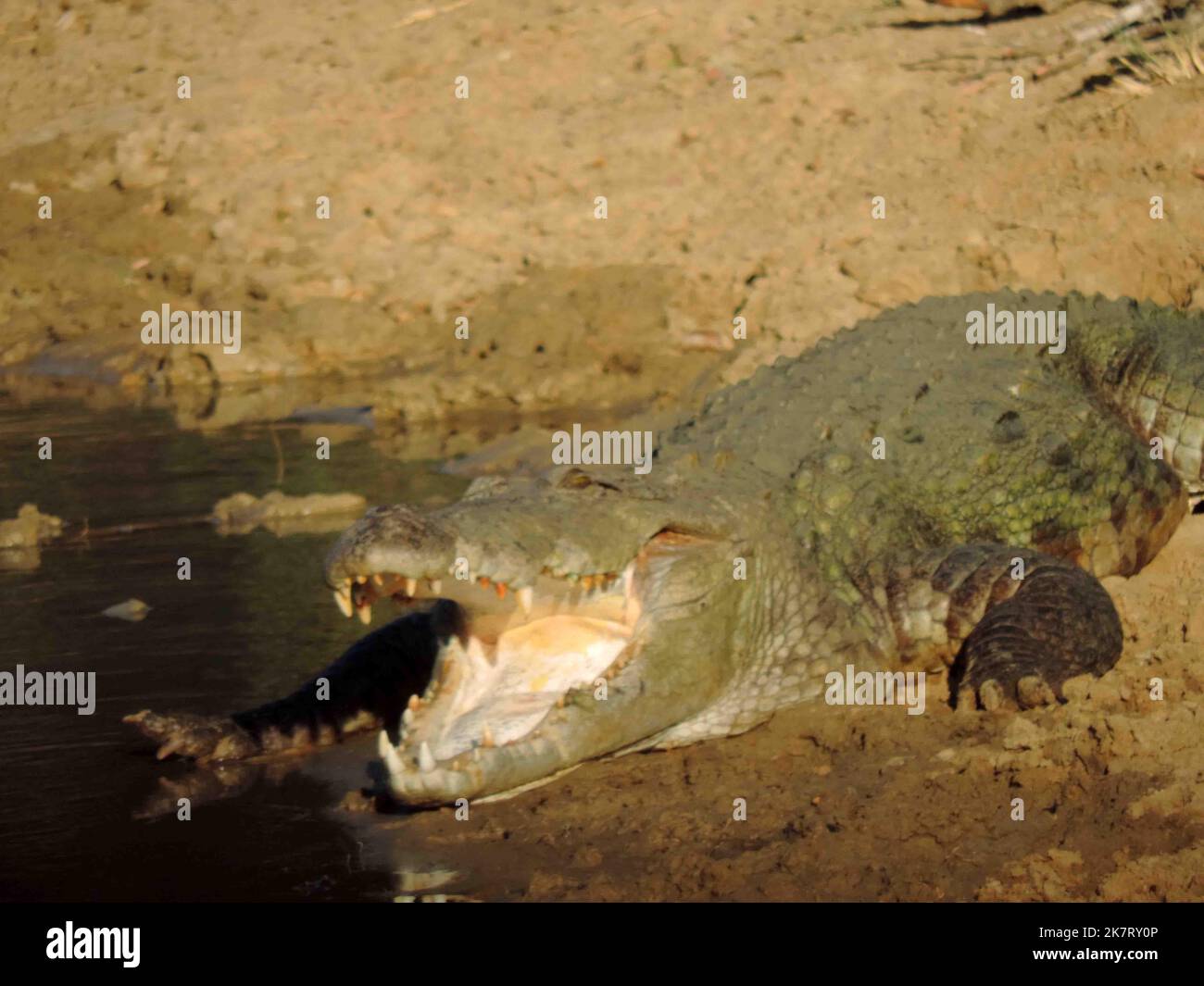 Crocodiles, land monitors, water monitors in Sri Lanka Stock Photo - Alamy