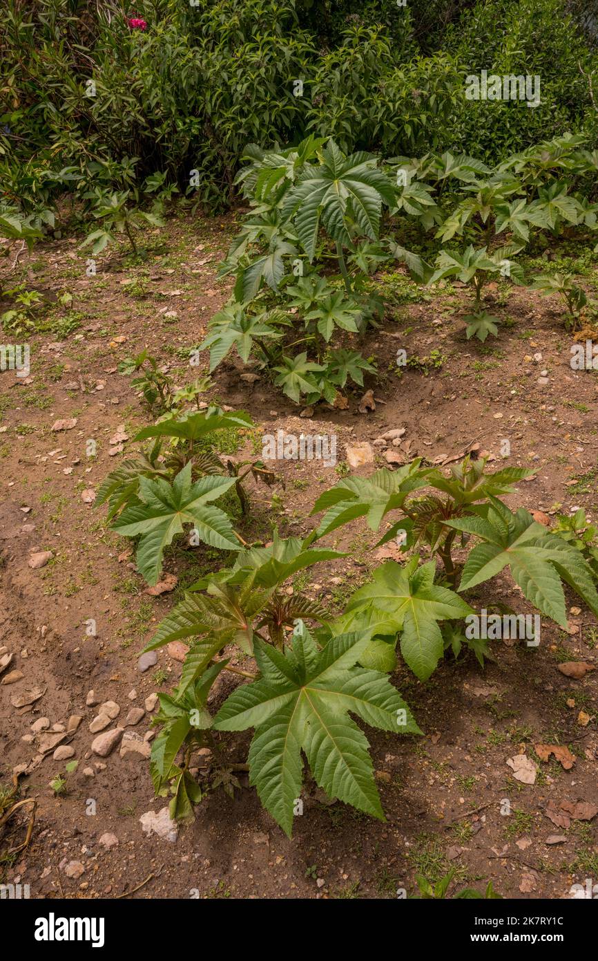 Castor village hi-res stock photography and images - Alamy