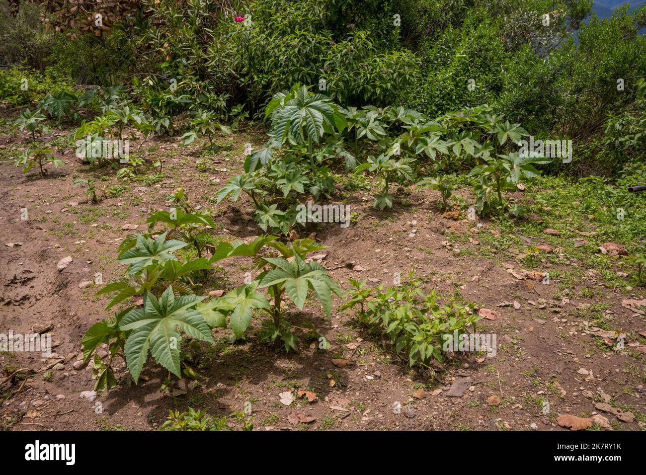 Ricinus communis, the castor bean or castor oil plant in the former ...