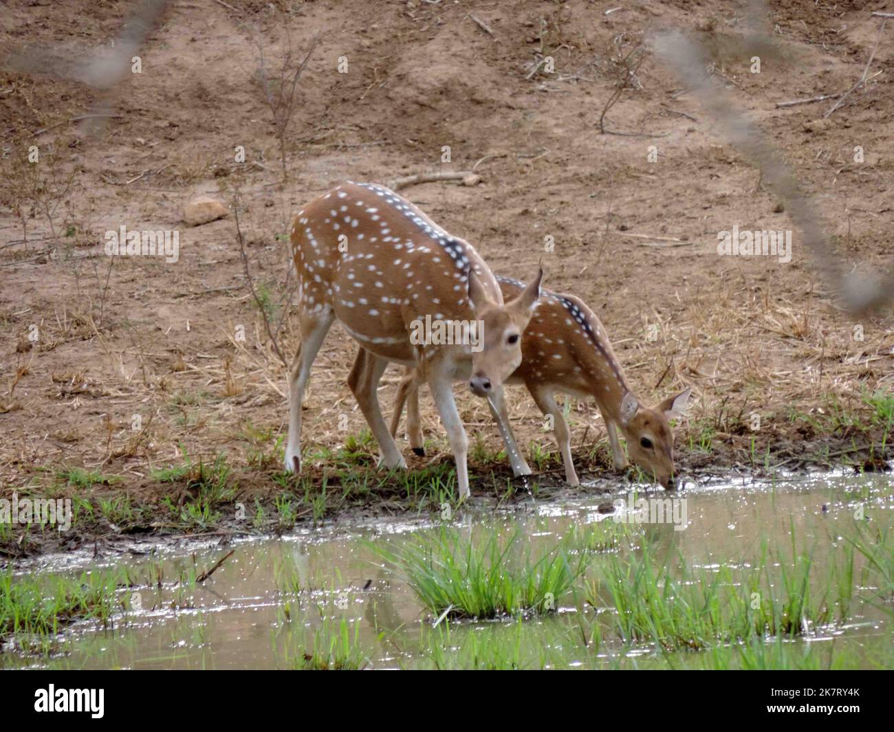 Deer's in Yala National Park, Sri Lanka Stock Photo - Alamy