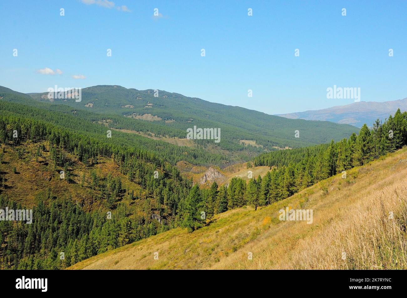 The slope of a high hill in an intermountain basin overgrown with tall ...