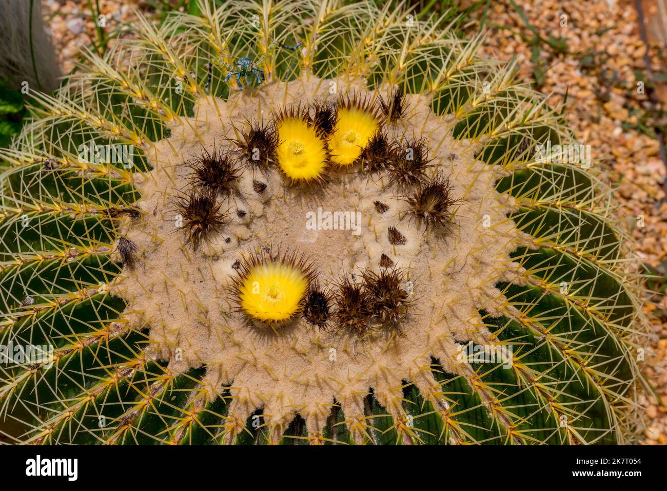 Cacti in the Vives Verde garden (Park) in San Pablo Cuatro Venados ...