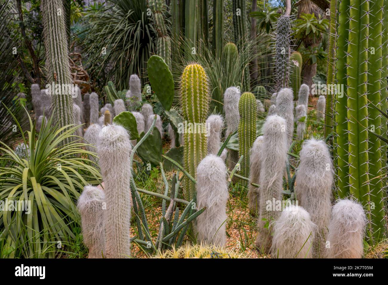 Cacti in the Vives Verde garden (Park) in San Pablo Cuatro Venados ...