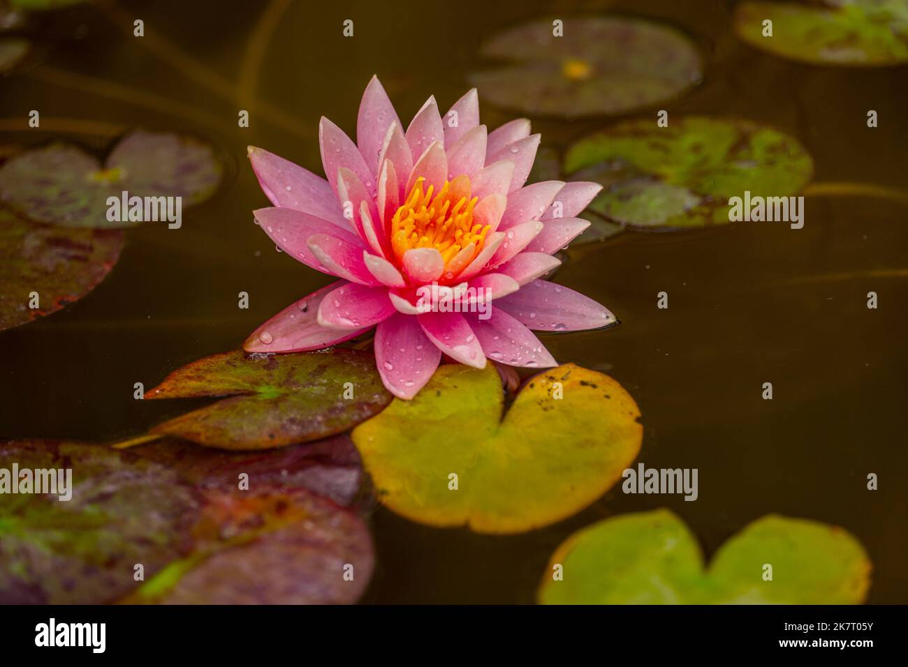 Waterlily in the Vives Verde garden (Park) in San Pablo Cuatro Venados ...