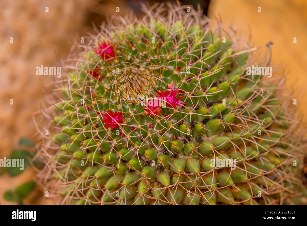 Cacti in the Vives Verde garden (Park) in San Pablo Cuatro Venados ...