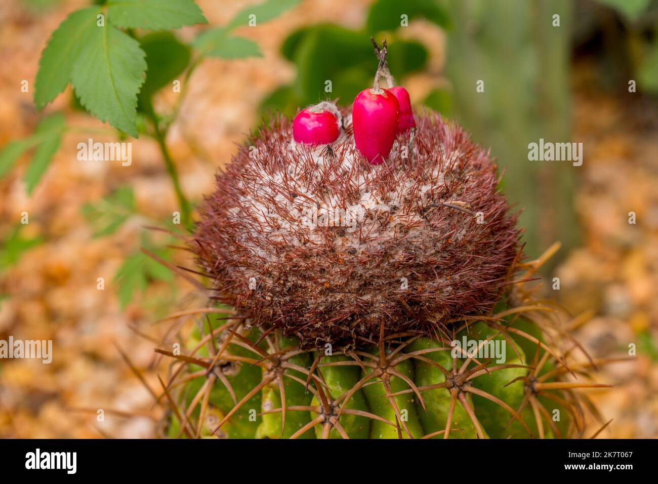 Cacti in the Vives Verde garden (Park) in San Pablo Cuatro Venados ...